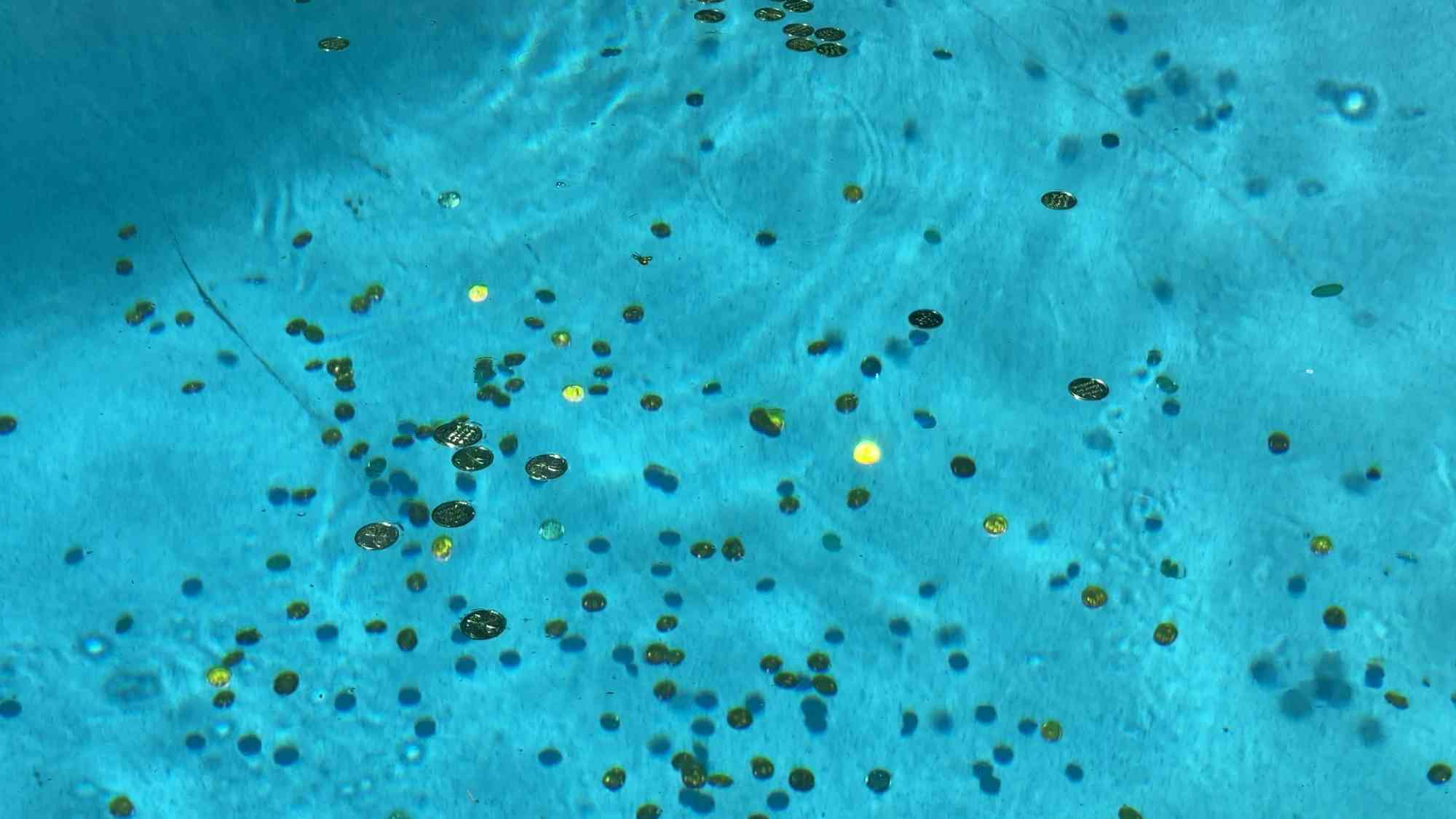 Gallery: Coin Diving